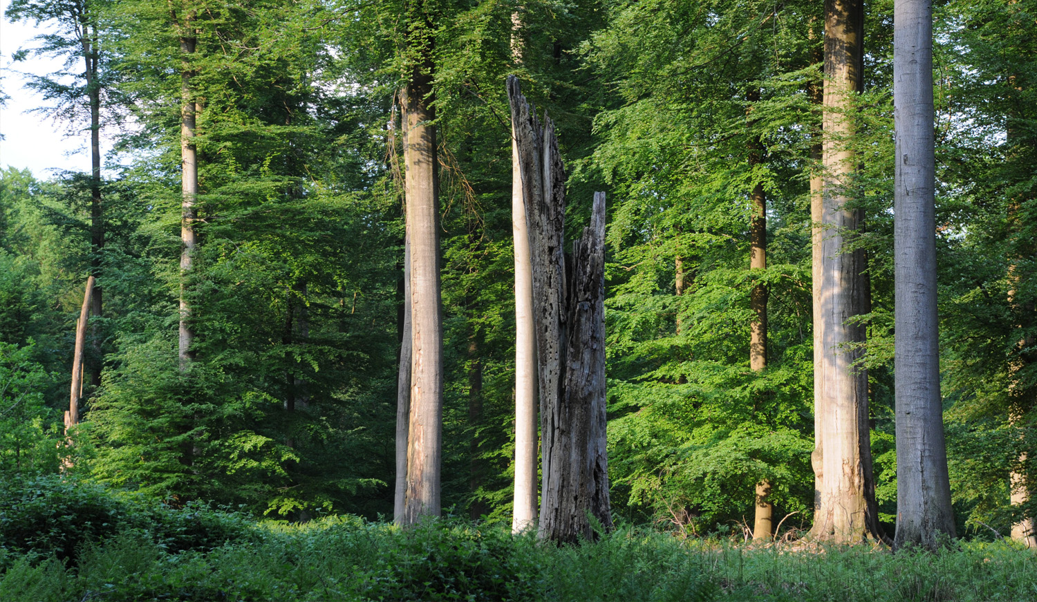 OZON | Agentschap voor Natuur en Bos